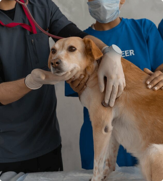 Hayvanların taşınması Pawpaths Pets Relocation Services, Dubai, foto