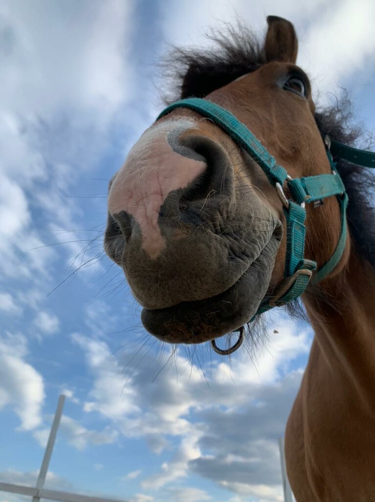 At ve binicilik kulüpleri БестХорс, Moskova ve Moskovskaya oblastı, foto