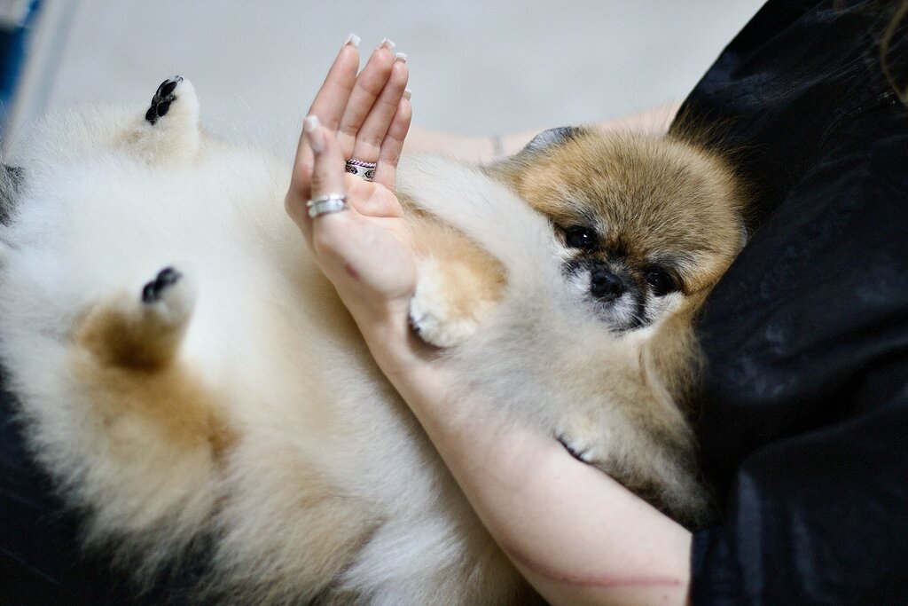 Evcil hayvan kuaförleri Freya ve Björn, Moskova, foto