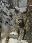 Museum of nature (Naberezhnaya ulitsa No:65), müzeler ve sanat galerileri  Velikiy Ustug'dan