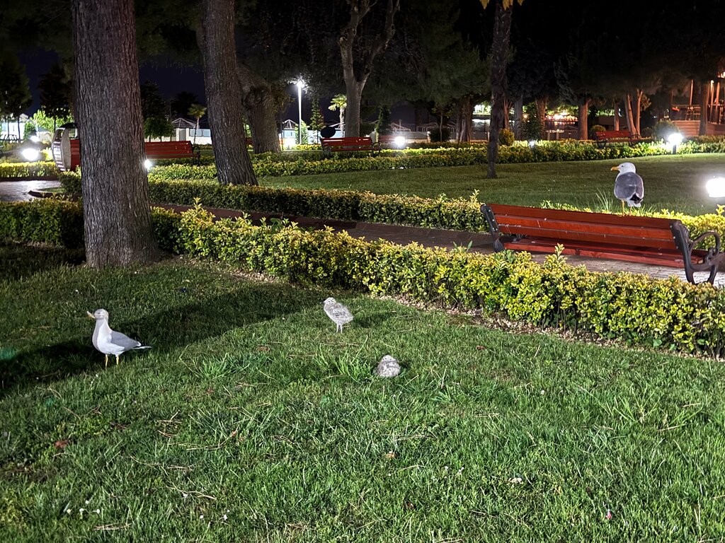 Kültür ve eğlence parkları Fenerbahçe Orduevi Piknik Alanı, İstanbul, foto