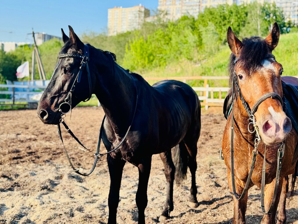 At ve binicilik kulüpleri Алмаз, Moskova ve Moskovskaya oblastı, foto