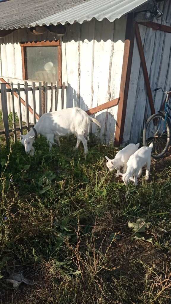 Hayvanat bahçeleri Ферма в Овинцах, Vladimirskaya oblastı, foto