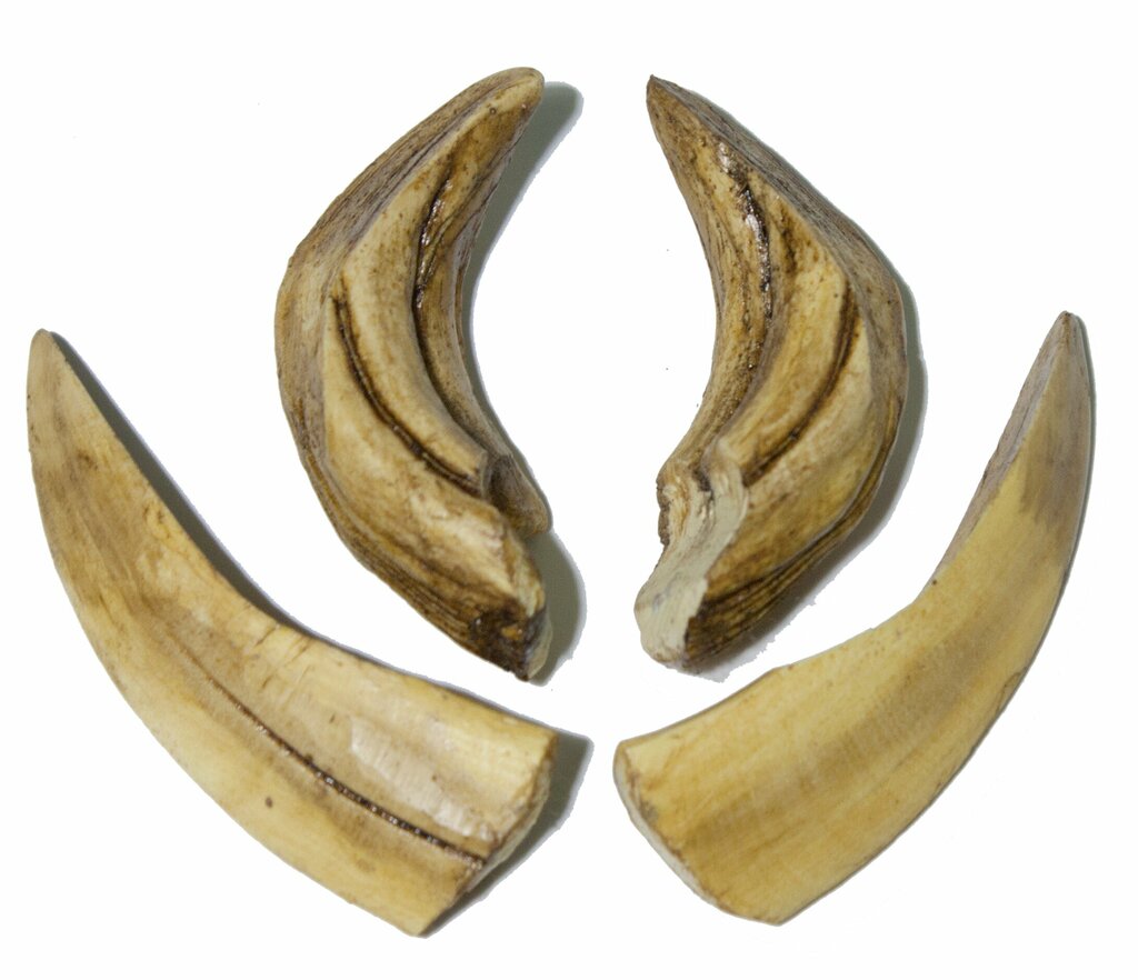 Hayvan postu doldurma T-Komplekt, Saint‑Petersburg, foto