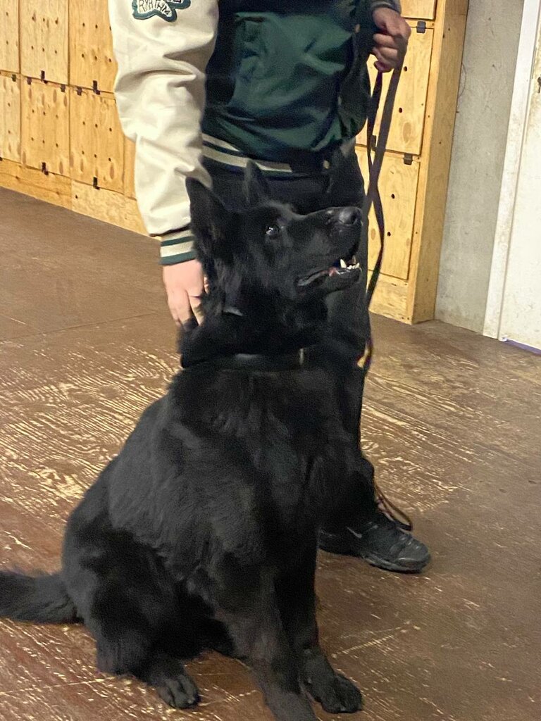 Polis merkezleri Tsentr kinologicheskoy sluzhby po Nizhegorodskoy oblasti, Nijni Novgorod, foto