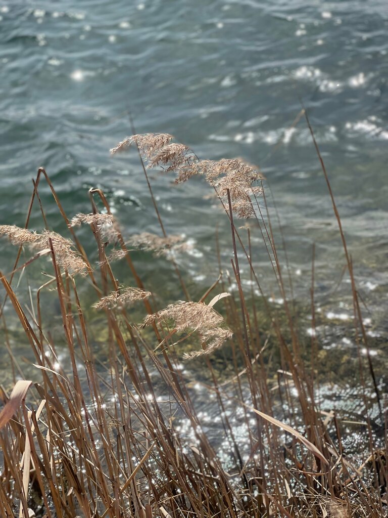 Plaj Пляж, Moskova ve Moskovskaya oblastı, foto
