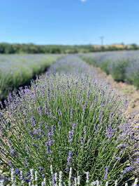 Sera ve bahçe ürünleri Morbahçem Lavanta, Çorlu, foto
