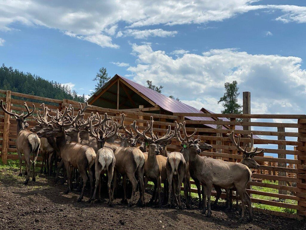 Hayvancılık Крестьянское хозяйство Уч-Сумер, Altay Cumhuriyeti, foto