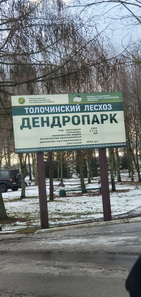 Orman işleri Tolochinsky leskhoz GLKhU, Talachyn, foto