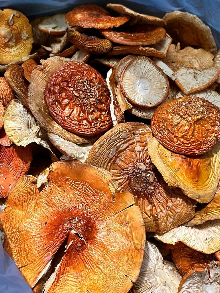 Besin takviyesi, aktariye Muchomurka, Almatı, foto