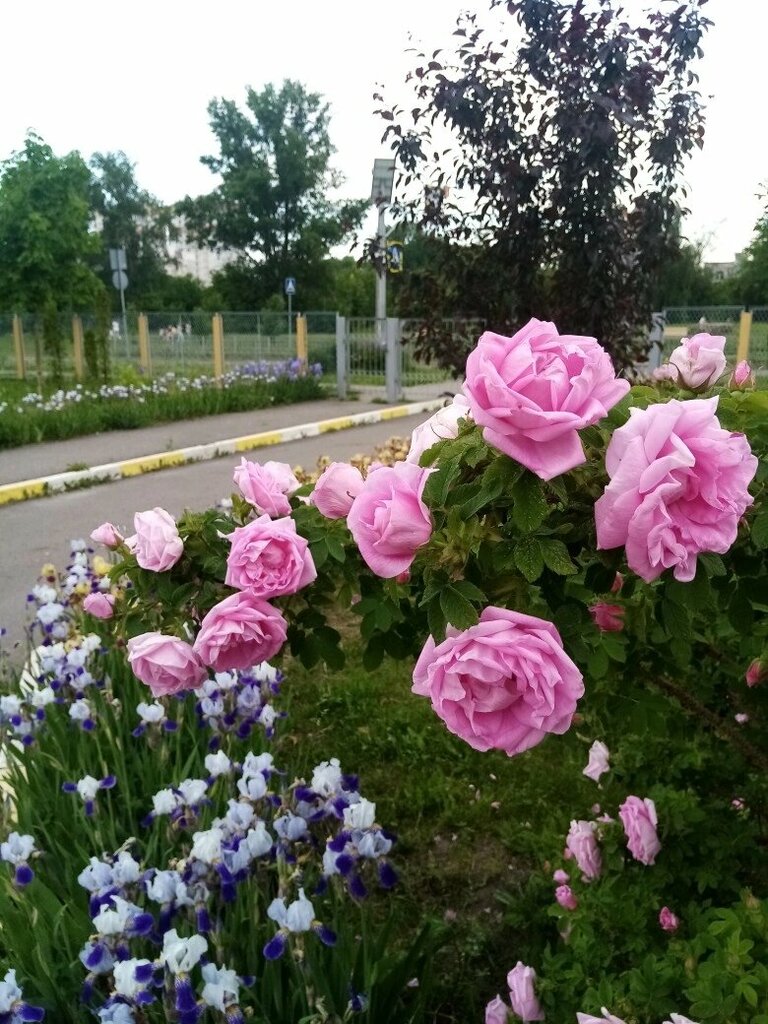 Kültür ve eğlence parkları Дендропарк школы № 50, Orel, foto