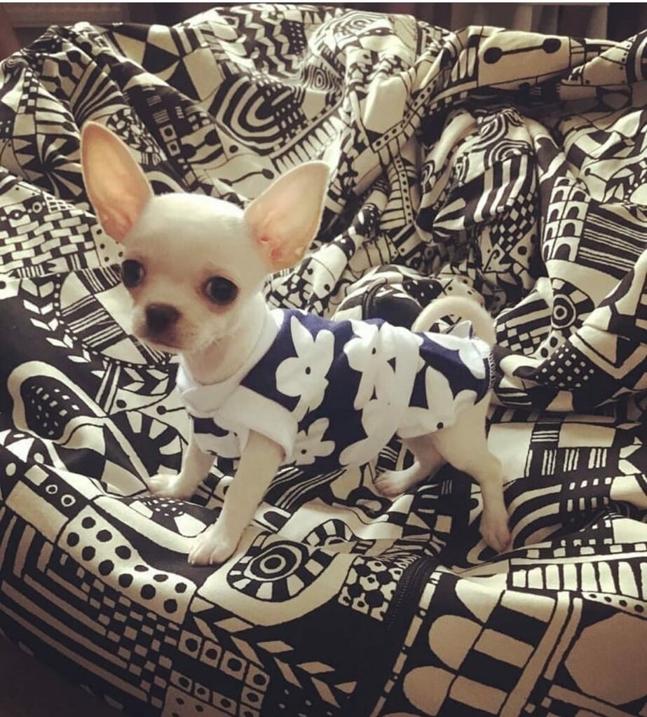 Evcil hayvan yetiştiricileri Vesely Shmel, Rostovskaya oblastı, foto