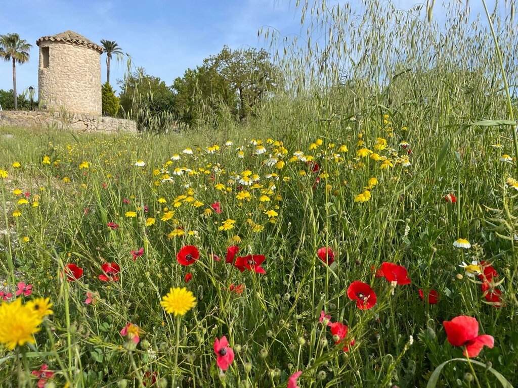 Otel Son Manera Retreat Finca, Balear Adaları, foto