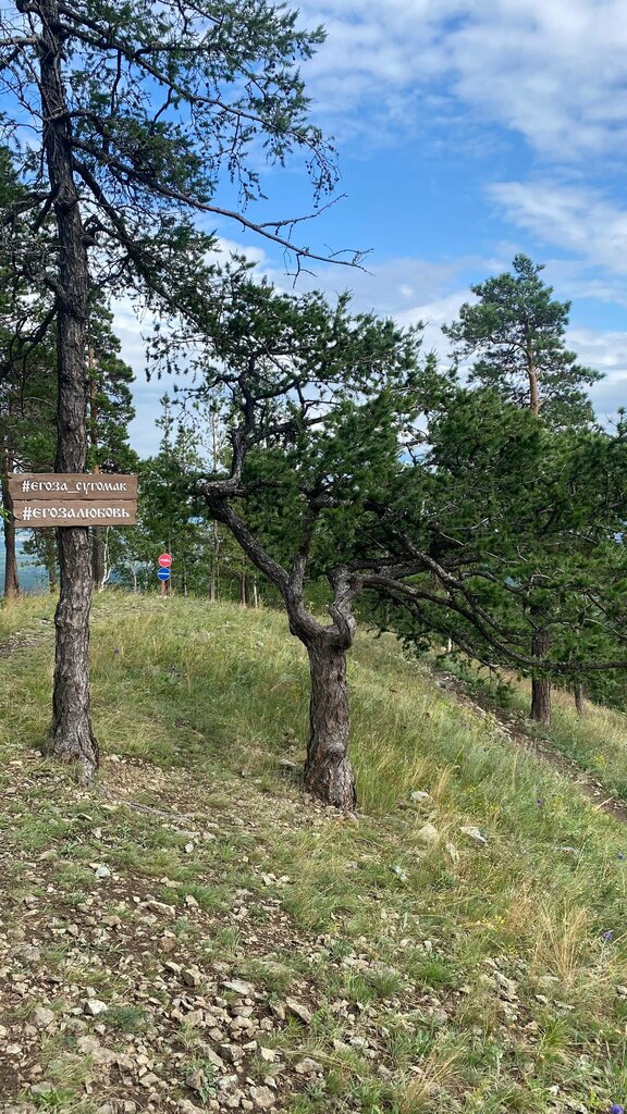 Doğa Wish Tree, Çeliabinskaya oblastı, foto