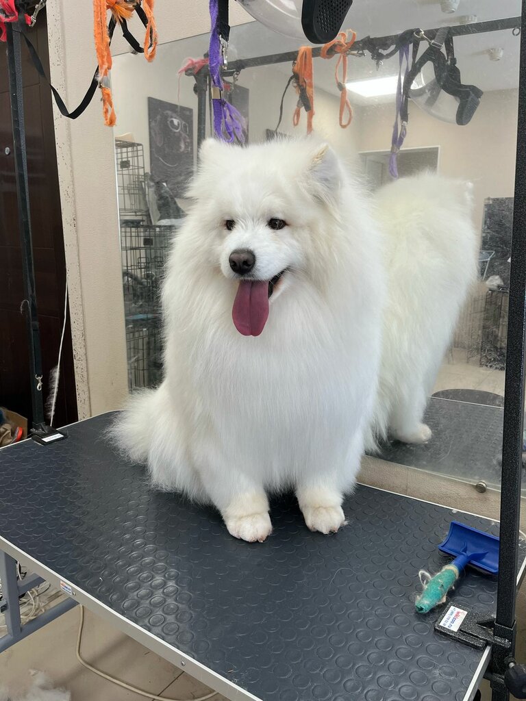 Evcil hayvan kuaförleri Пушистые стиляги, Yekaterinburg, foto