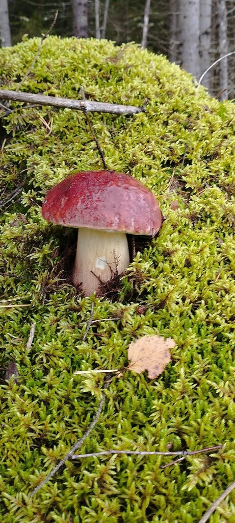 Bahçecilik dernekleri ve kuruluşları СНТ Карелия, Saint‑Petersburg ve Leningradskaya oblastı, foto