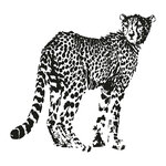 Bengal kitten Farida Stat (Port-Arturskaya Street No:3), evcil hayvan yetiştiricileri  Voronej'den