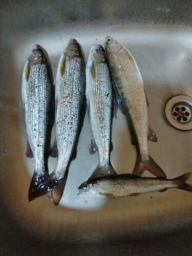 Restoran Habesh Restaurant and Bar, Dünya, foto