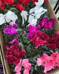 Flower Shop (Almaty oblysy, Qarasaı aýdany, 19-y kvartal, Shymkentskaya ulitsa), çiçekçiler  Çimkent'ten (Şımkent'ten)
