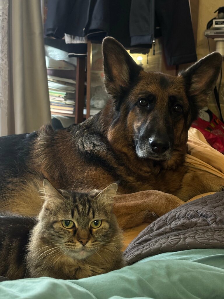Veteriner klinikleri Ласка, Birobidgan, foto