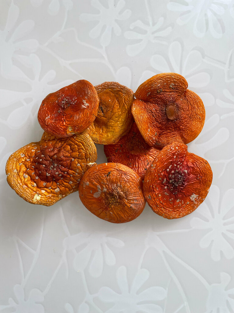 Mantar yetiştirme ve satış Полезные грибы, Barnaul, foto