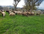 İzmir EN Uygun Adaklık Kurbanlık Kuzu Koyun Koç Keçi Dana Düve 1500 Tl (İzmir, Gaziemir, Aktepe Mah., 161 Sok.), hayvancılık  İzmir'den