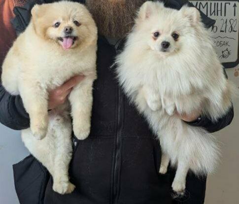 Evcil hayvan kuaförleri Sun4dog, Moskova ve Moskovskaya oblastı, foto