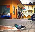 Terzi Zileli Ekrem Büyükzileli (Kastamonu, Tosya, Pınarbaşı Mah., Abdürezzak Sok.), terziler  Tosya'dan