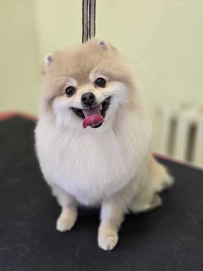 Evcil hayvan kuaförleri Котопёс, Belokuriha, foto