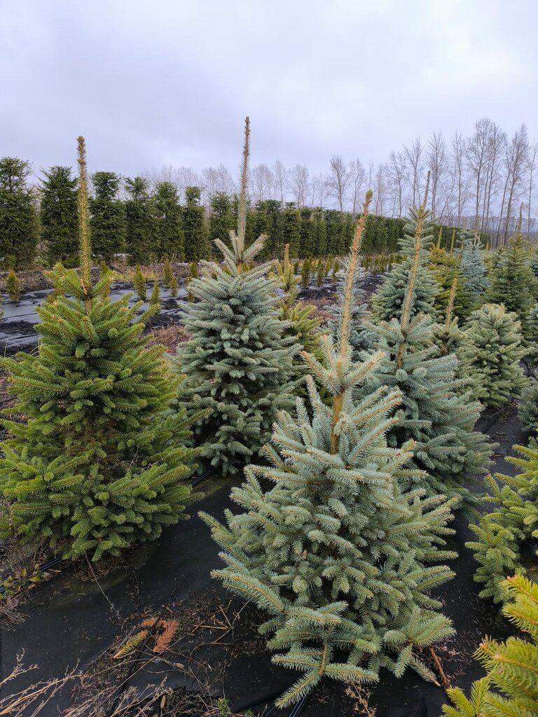 Sera ve bahçe ürünleri Pitomnik dekorativnyh rastenij Barskij Les, Lipetskaya oblastı, foto