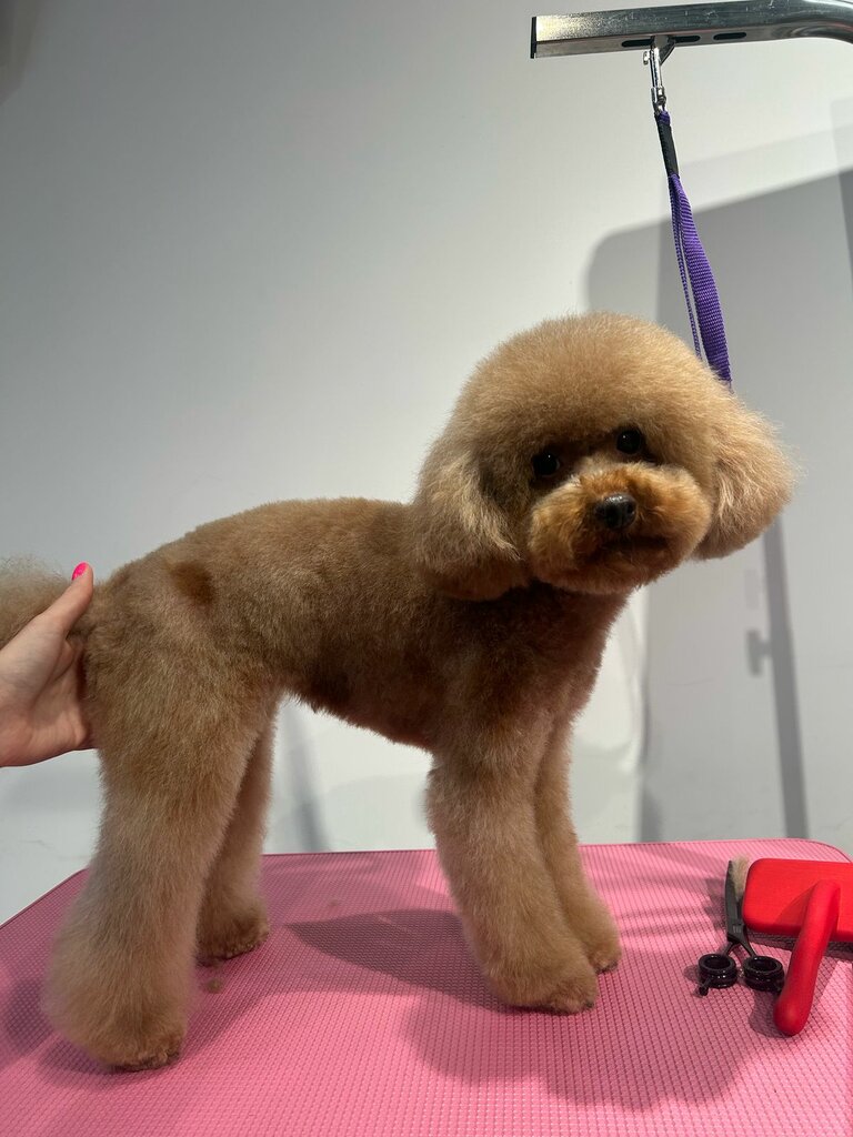 Evcil hayvan kuaförleri Mario Grooming, Krasnogorsk, foto