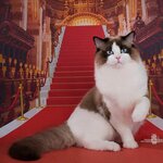 Valley Tuberose (No:170, SNT Nadezhda), evcil hayvan yetiştiricileri  Moskova ve Moskovskaya oblastından