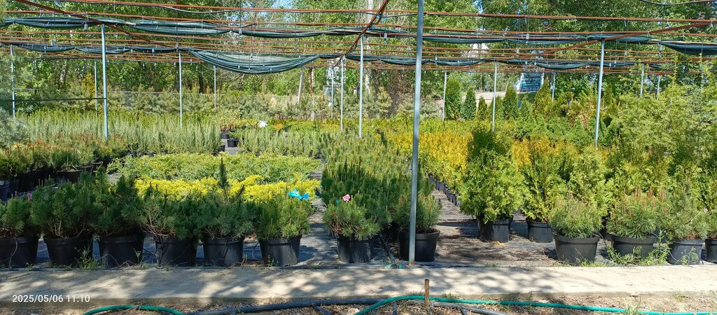 Fidan yetiştiriciliği Raiskiy ugolok, Volgogradskaya oblastı, foto