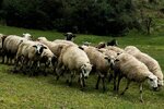 Can Besicilik Ankara Adaklık Ankara Kurbanlık Ankara Adaklık Koyun (Ankara, Yenimahalle, İvedikköy Mah.), hayvancılık  Ankara'dan