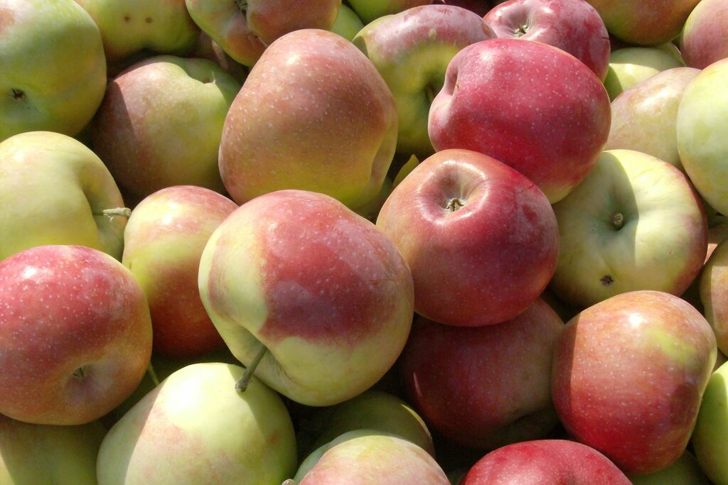 Manavlar Яфо, Samarskaya oblastı, foto