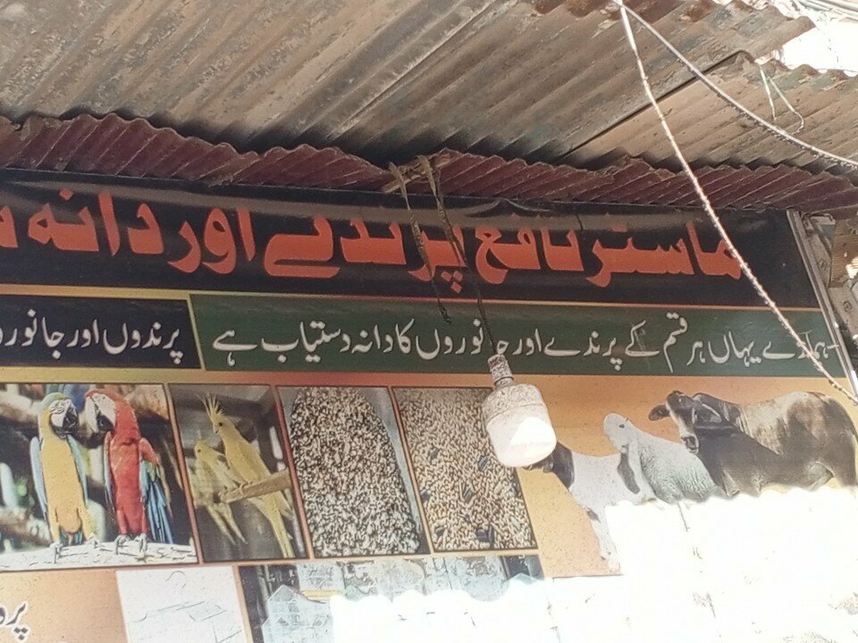 Petshop Master nafee birds, Karaçi, foto