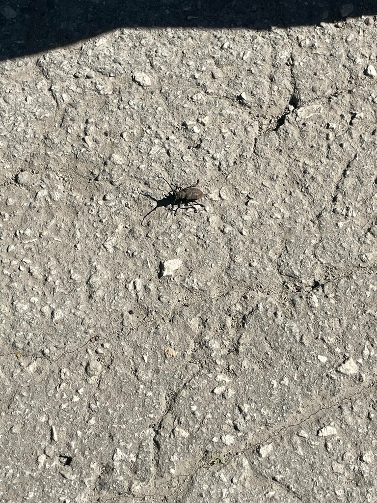 Ortaokul Малыгинская средняя общеобразовательная школа, Vladimirskaya oblastı, foto