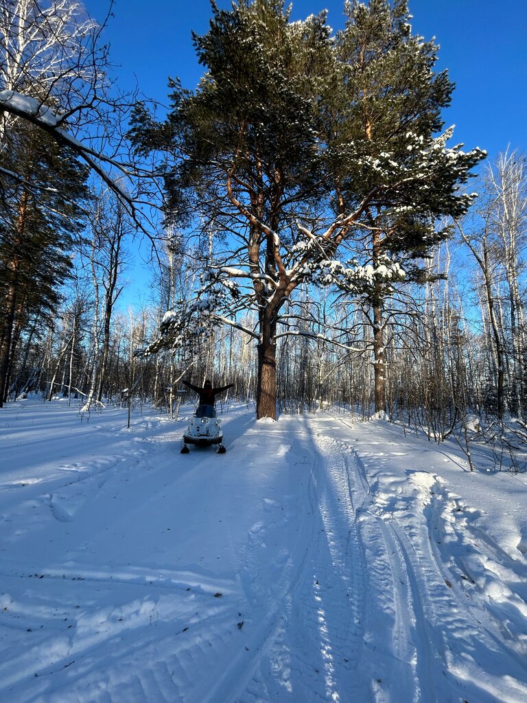 Doğa Старая сосна, Tataristan, foto