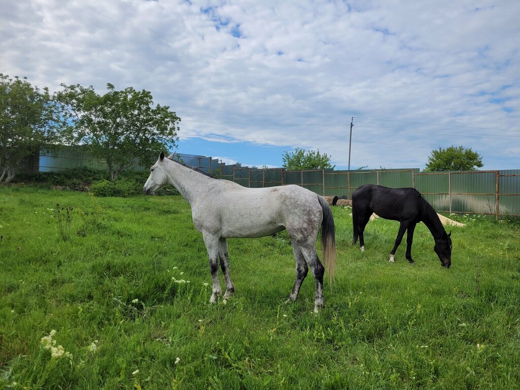 At ve binicilik kulüpleri Снегирь, Kırım Cumhuriyeti, foto