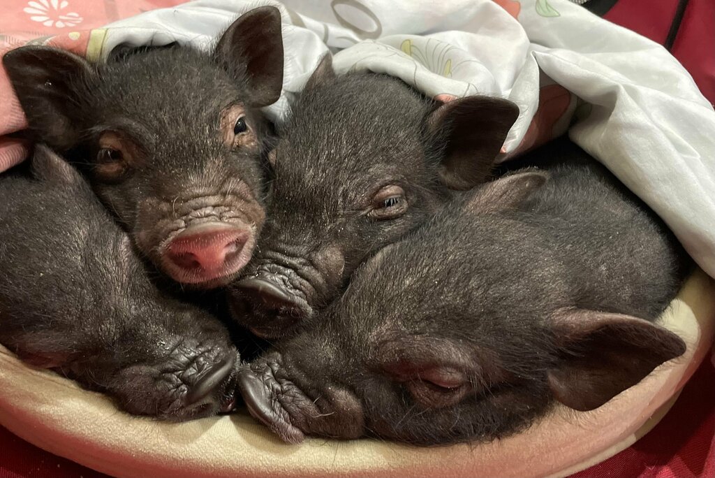 Antikafe Мини пиги Пинки-Винки, Saint‑Petersburg, foto