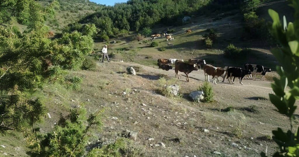 Muhtarlıklar Tanyeli Köy Muhtarlığı, Artova, foto