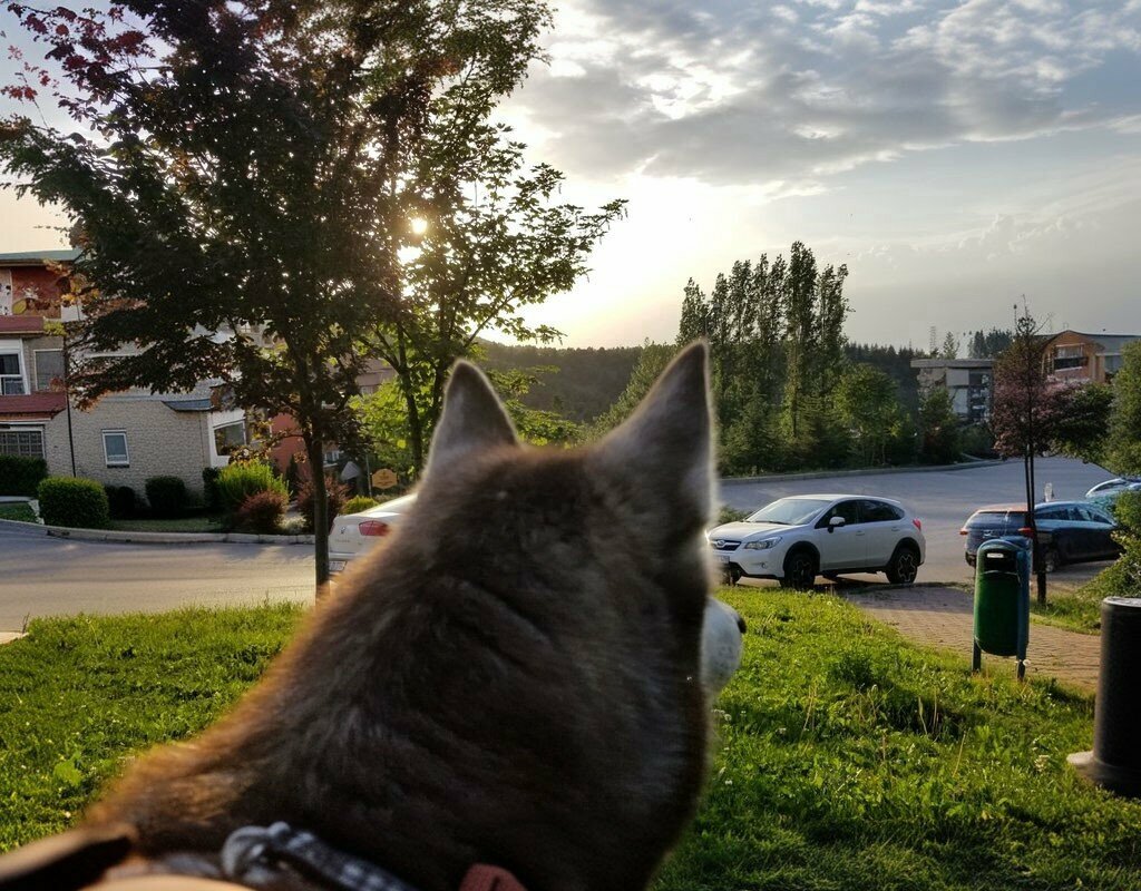 Kültür ve eğlence parkları Prof. Dr. Hikmet Birand Alıç Parkı, Ankara, foto