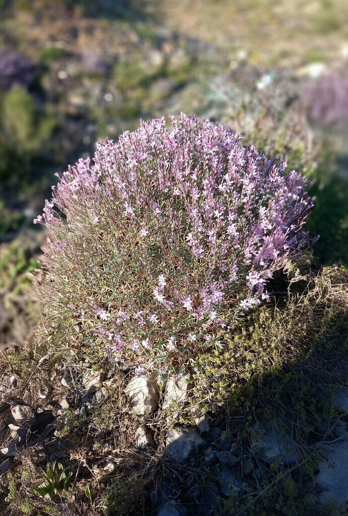 Muhtarlıklar Alaca Köy Muhtarlığı, Aydıntepe, foto
