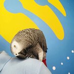 Turkcell - Barbaros Teknoloji (Antalya, Alanya, Mahmutlar Mah., Sahil Cad., 89B), gsm operatörleri  Alanya'dan