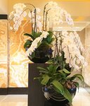 Samatha Flowers Trading (No:2, Sharjah), çiçekçiler  Sharjah'tan
