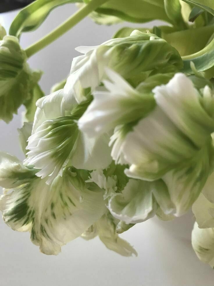 Sera ve bahçe ürünleri С поля в вазу, Nijegorodskaya oblastı, foto