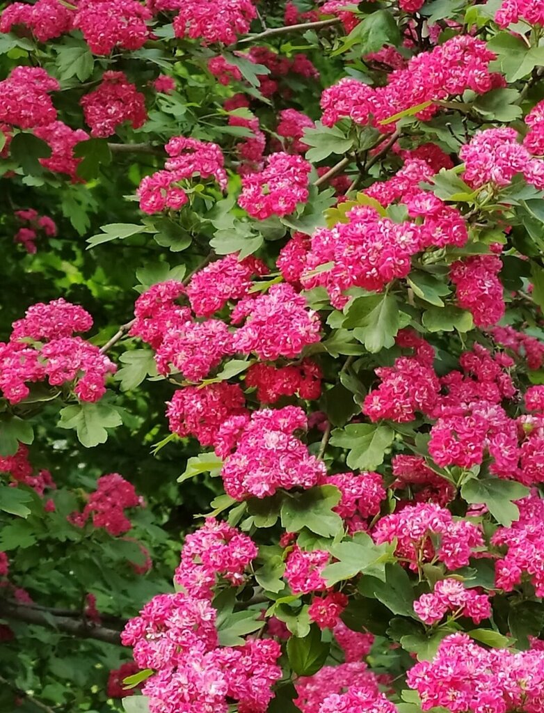 Kültür ve eğlence parkları National Botanic Gardens, Dublin, foto