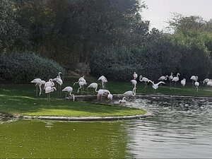 Wasit Wetland Centre (Al Homah, Wasit, Sharjah), hayvanat bahçeleri  Sharjah'tan