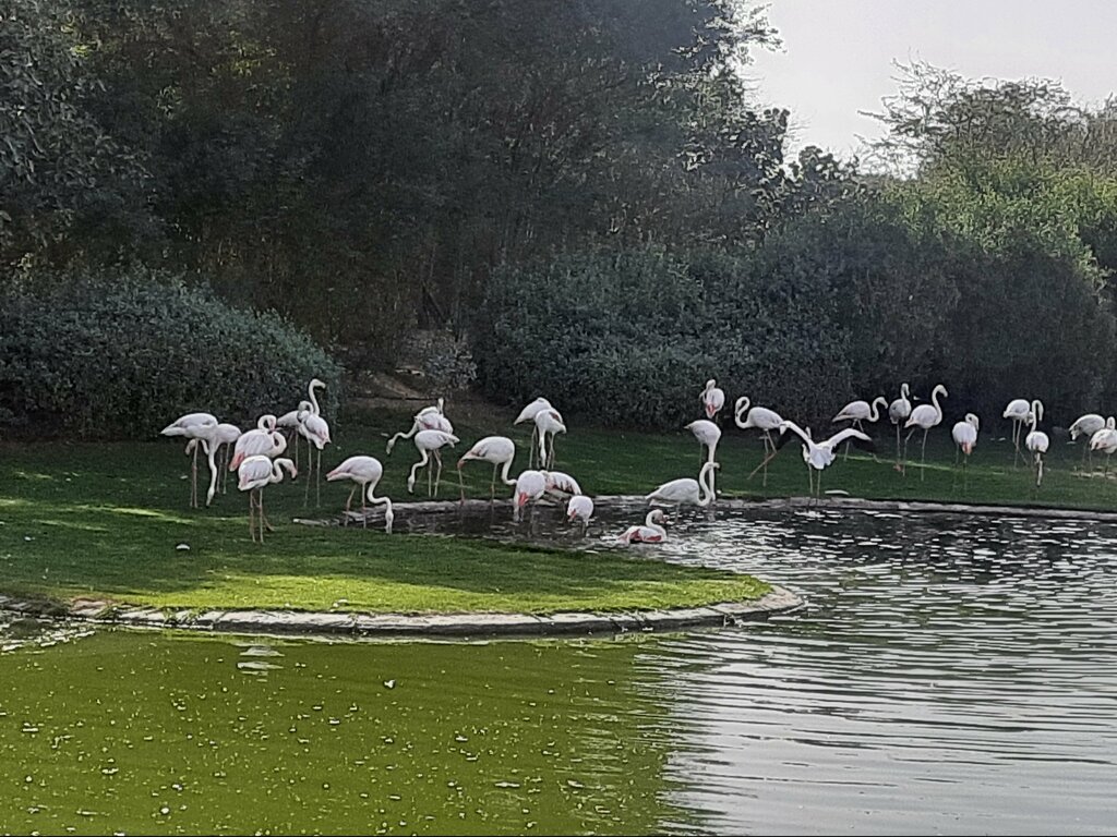 Hayvanat bahçeleri Wasit Wetland Centre, Sharjah, foto