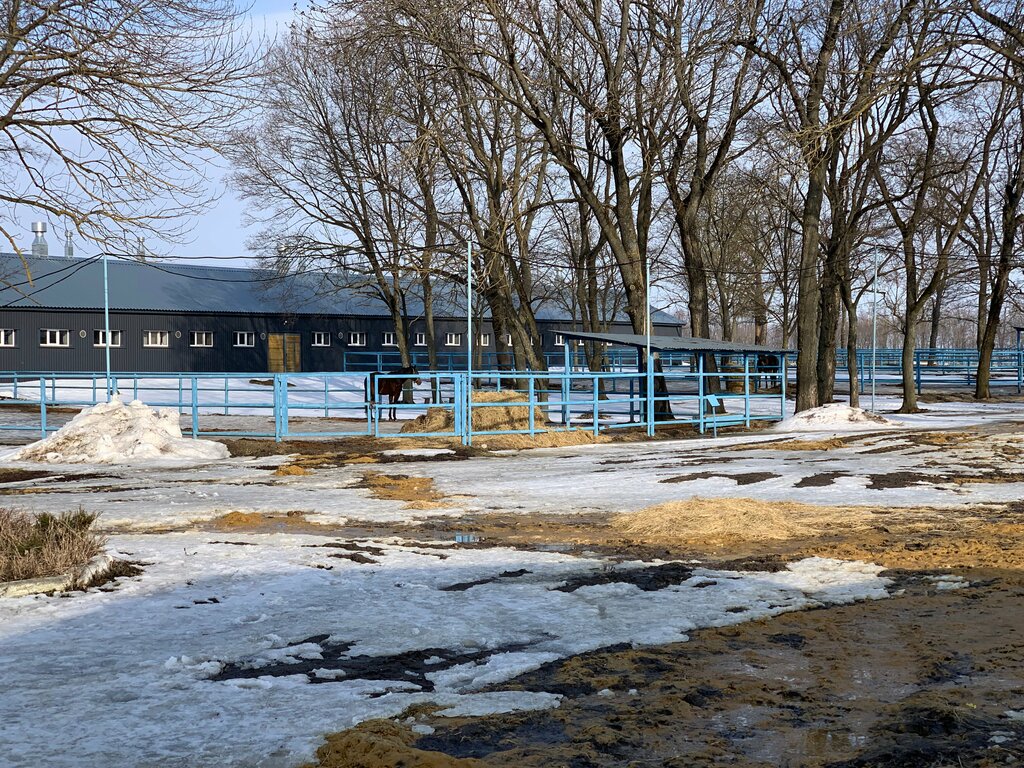 Hayvancılık Александровский конный завод № 12, Kurskaya oblastı, foto